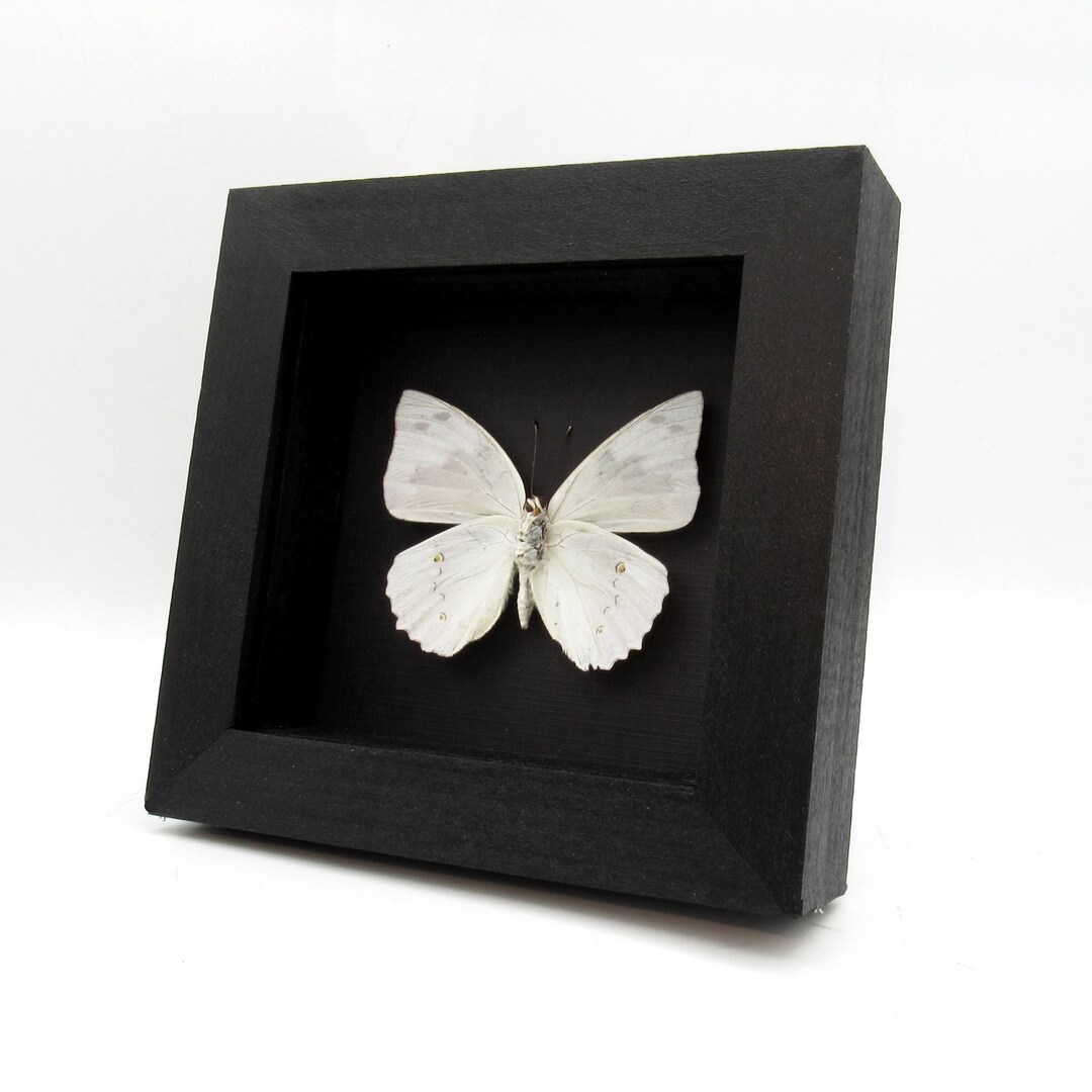 Rare White Butterfly Framed Taxidermy - Helcyra Superba - Etsy