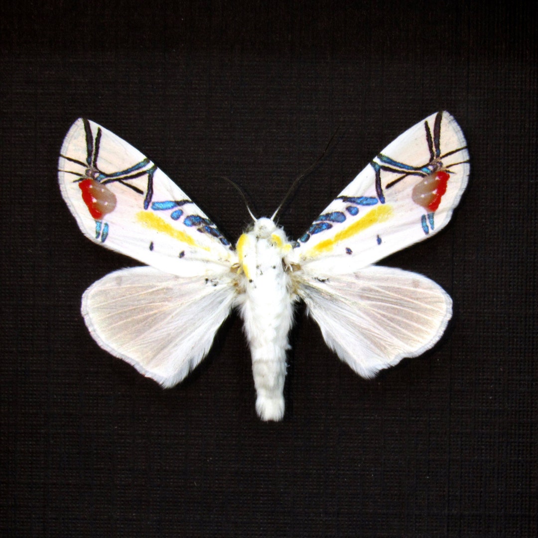 Rare Metallic Picasso Moth Framed Taxidermy Baorisa - Etsy