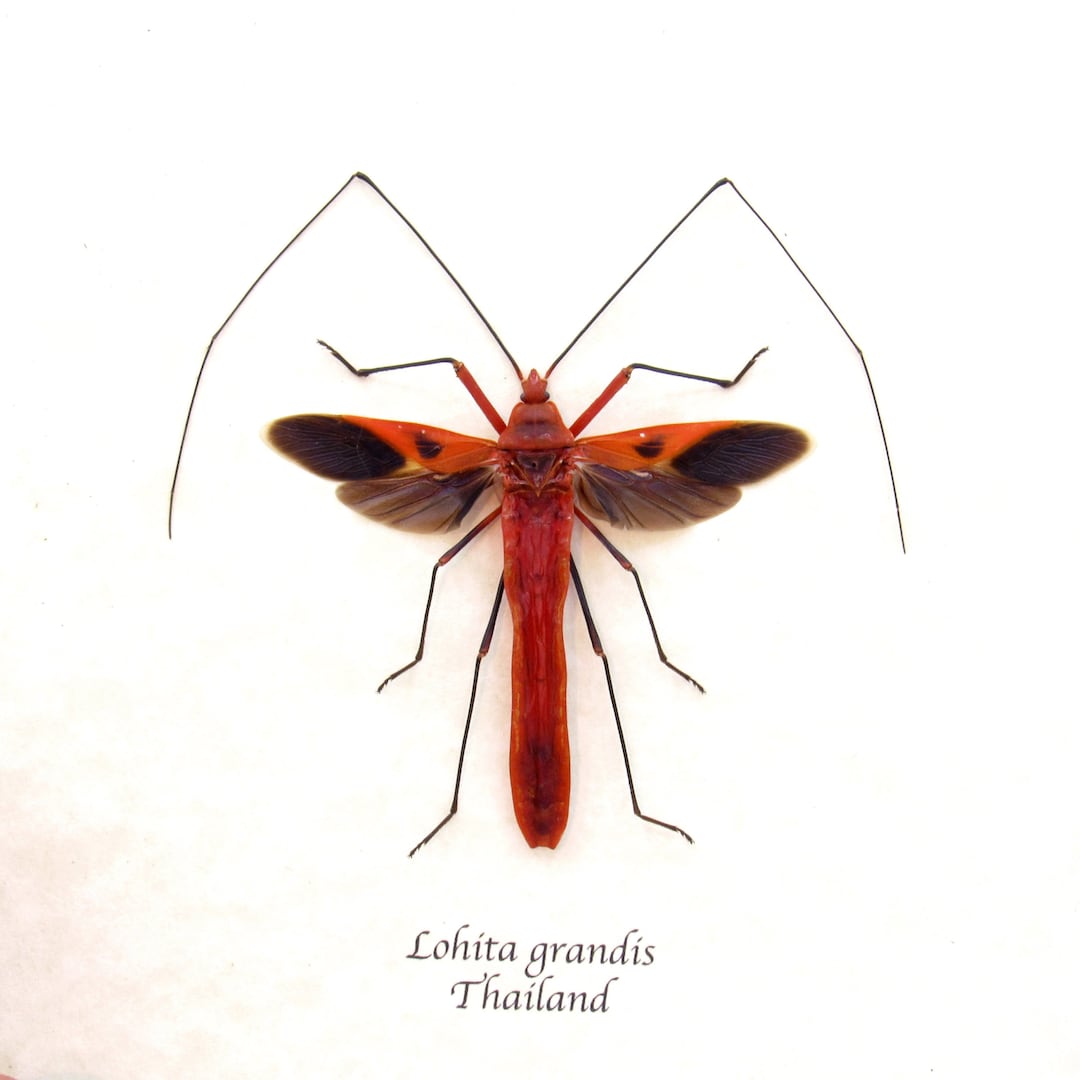 Real Giant Red Bug Framed Taxidermy - Lohita Grandis - Female - Etsy