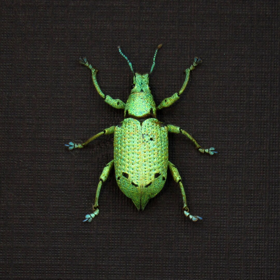 Rare Glitter Weevil Beetle Framed Taxidermy Curculionidae - Etsy
