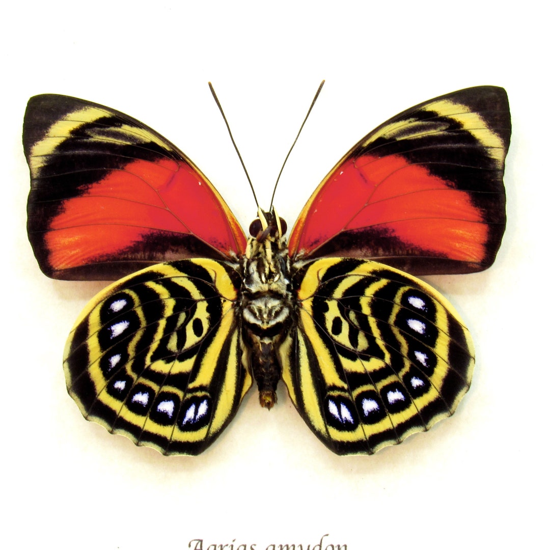 Real Red Butterfly Framed Taxidermy Agrias Amydon - Etsy