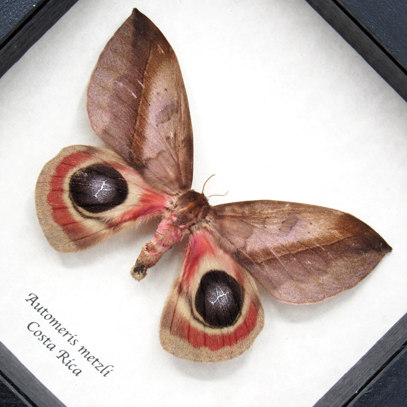 Real Giant Saturn Moth Framed Taxidermy - Automeris Metzli - Female - Etsy