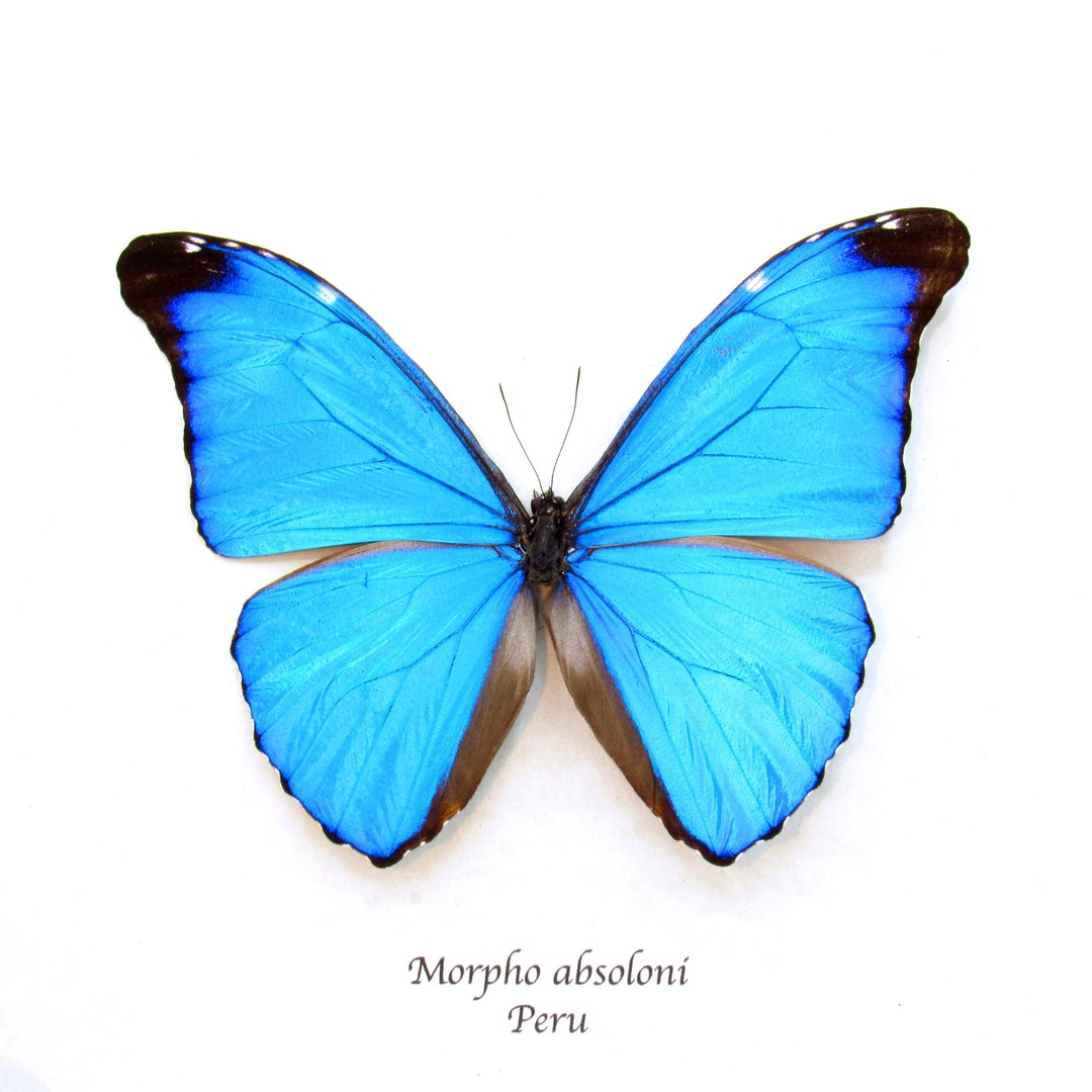 Rare Metallic Blue Morpho Framed Taxidermy - Morpho Absoloni - Etsy