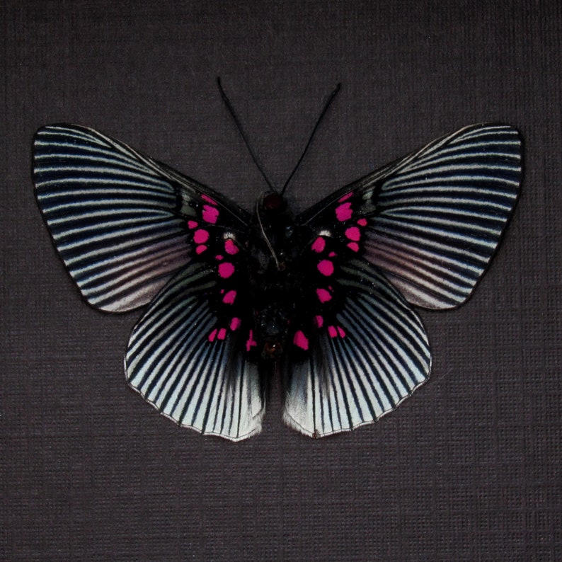 Real Pink Butterfly Framed Taxidermy Lyropteryx Apollonia - Etsy