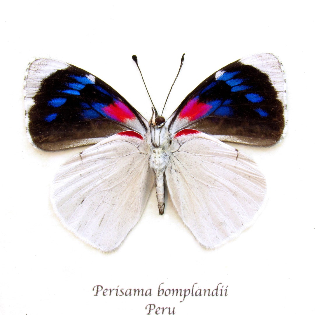 Real Framed Magenta and White Butterfly Taxidermy - Perisama Bomplandii ...
