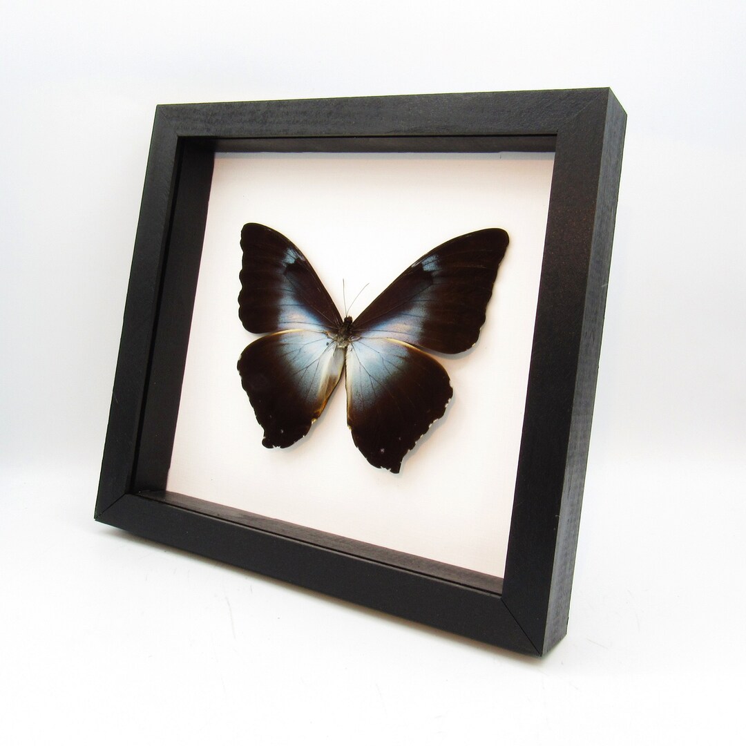 Real XL Framed Blue Morpho Butterfly Taxidermy - Morpho Cisseis Gahua ...