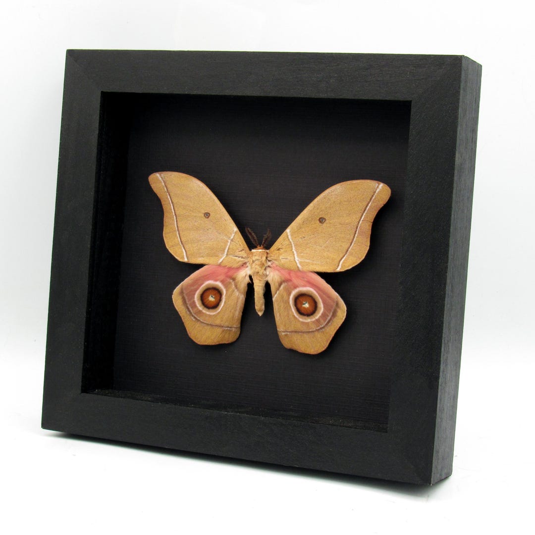 Rare Pink Giant African Emperor Moth Framed Taxidermy - Gonimbrasia ...