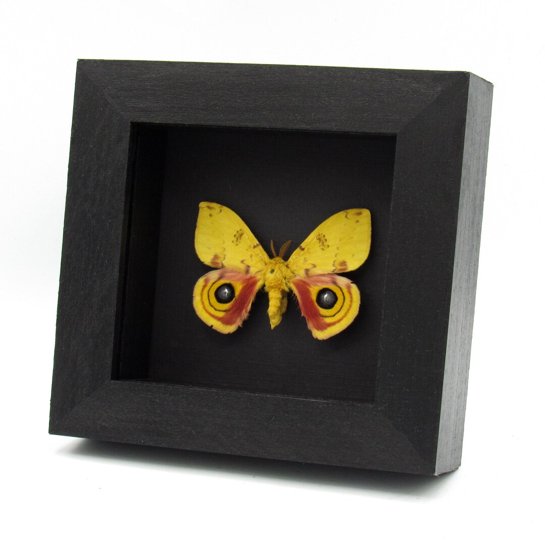 Real Yellow Io Moth Framed Taxidermy - Automeris Io - Etsy