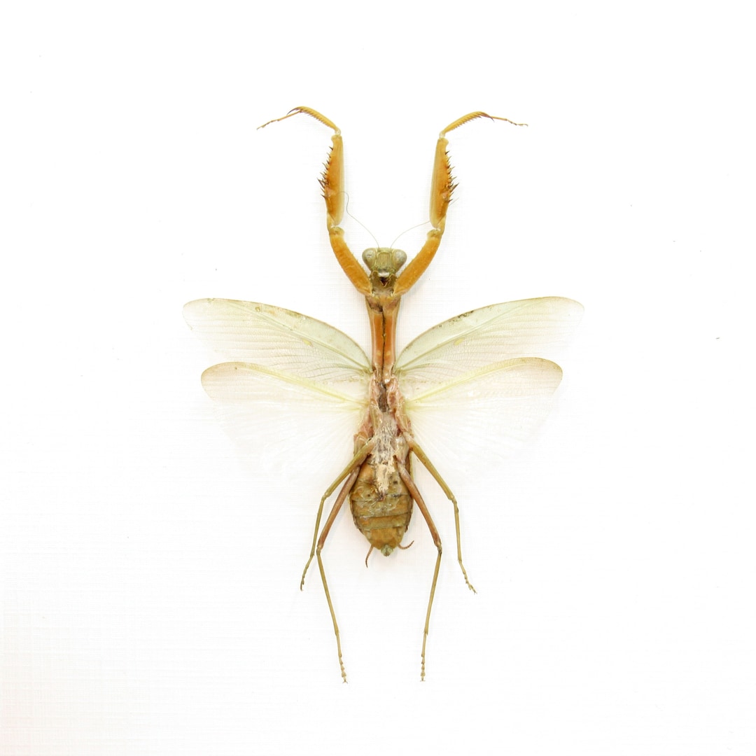 Giant Golden Praying Mantis Framed Taxidermy - Hierodula Venosa ...
