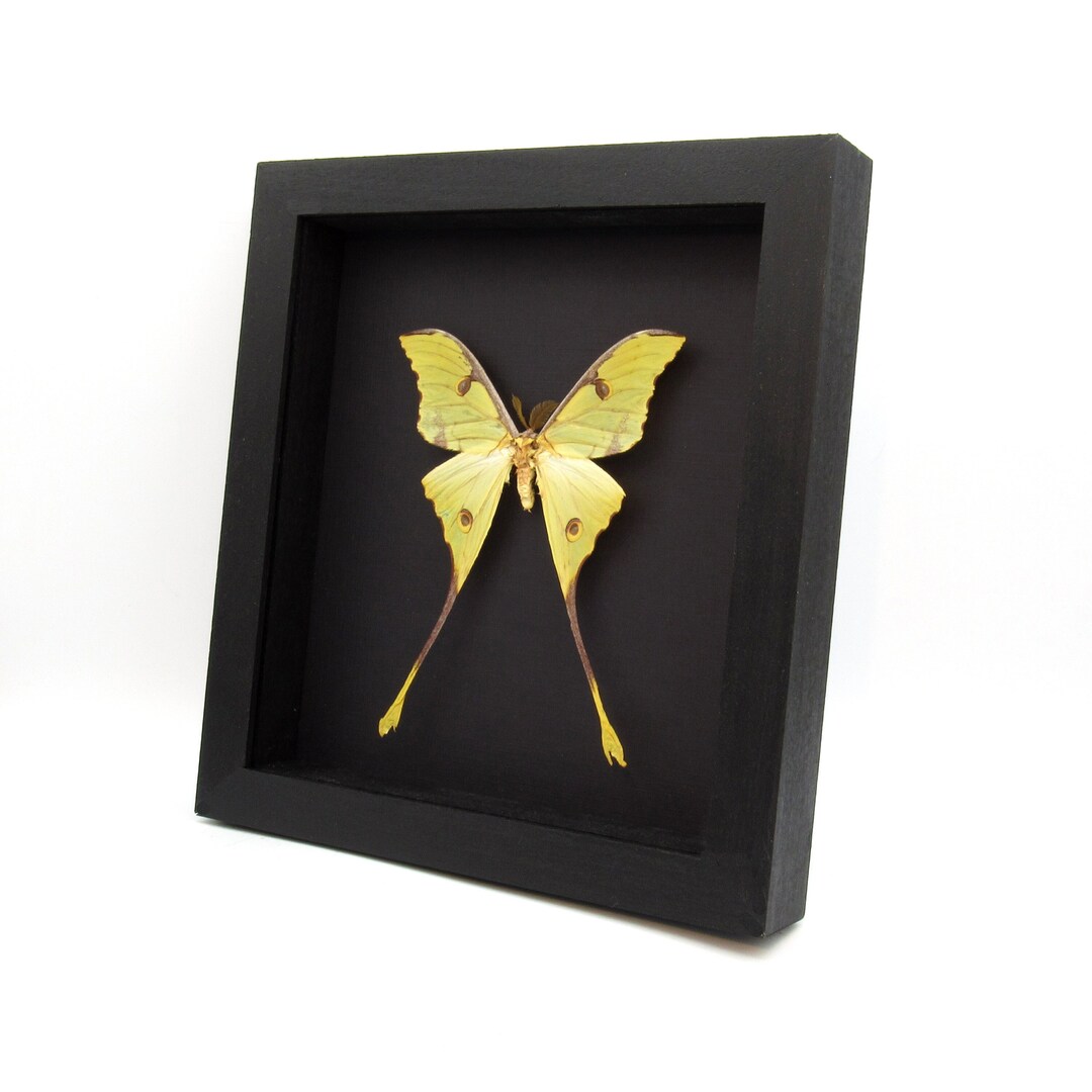 Real African Moon Moth Framed Taxidermy - Argema Mimosae - Etsy
