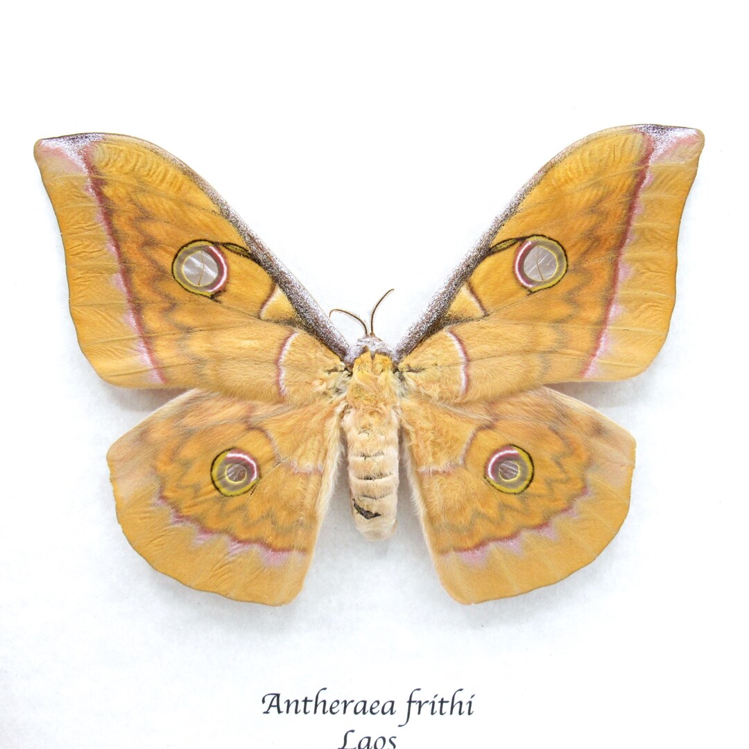 Real Giant Saturn Moth Framed Taxidermy - Antheraea Frithi - Large ...