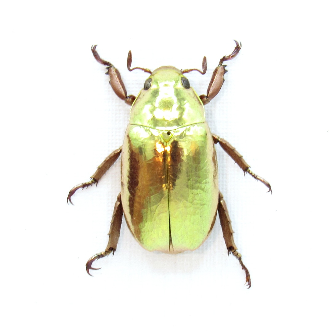 Real Gold Metallic Jewel Beetle Framed Taxidermy - Chrysina Resplendens ...