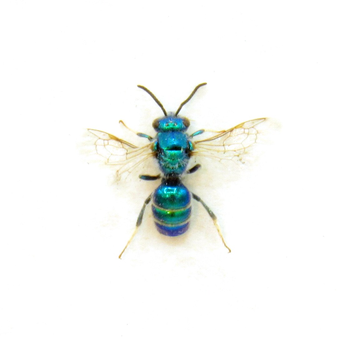 Very Tiny Real Metallic Sweat Bee Framed Taxidermy - Halictidae Species ...