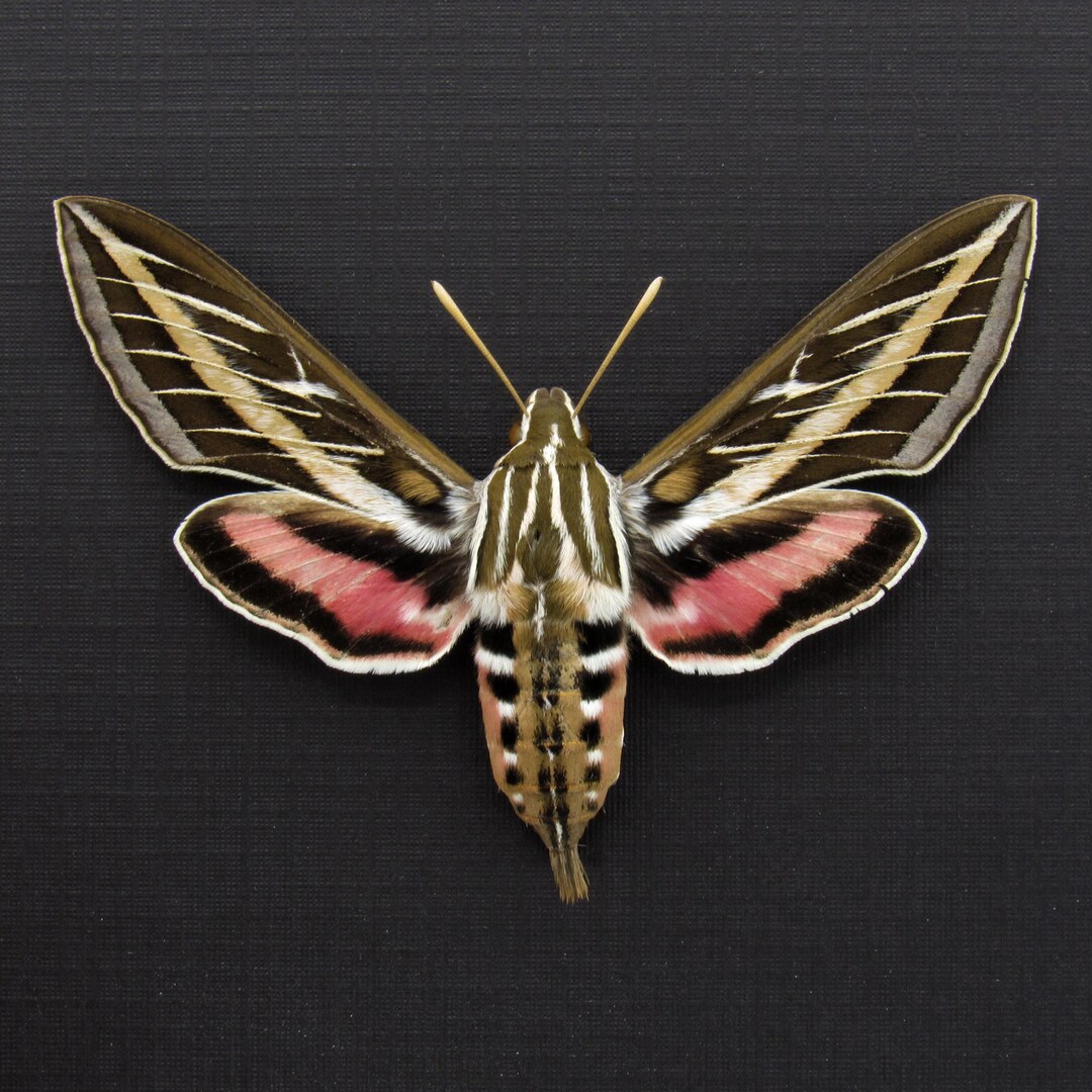 Real White-lined Sphinx Moth Framed Taxidermy - Hyles Lineata - Female ...