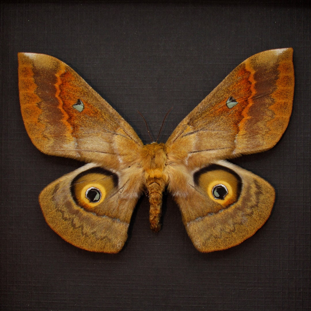 Rare Female Saturn Moth Framed Taxidermy Salassa Thespis - Etsy