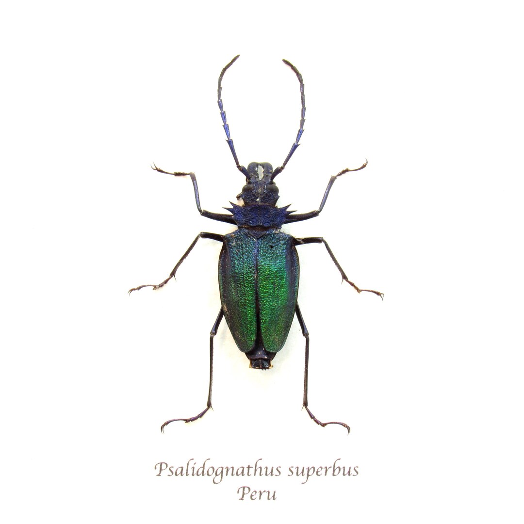Rare Metallic Green Longhorn Beetle Framed Taxidermy - Psalidognathus ...