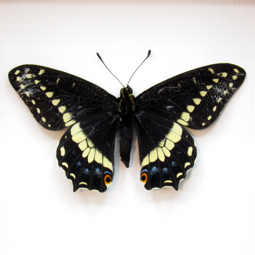 Real Black Indra Swallowtail Butterfly Framed Taxidermy - Etsy