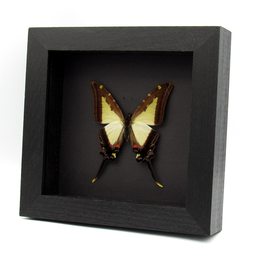 Large Pale Green Swallowtail Butterfly Framed - Protographium Leucaspis ...