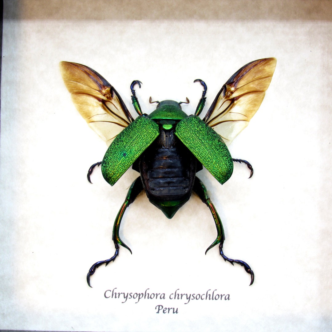 Real Metallic Green Frog Scarab Beetle Framed Taxidermy - Chrysophora ...