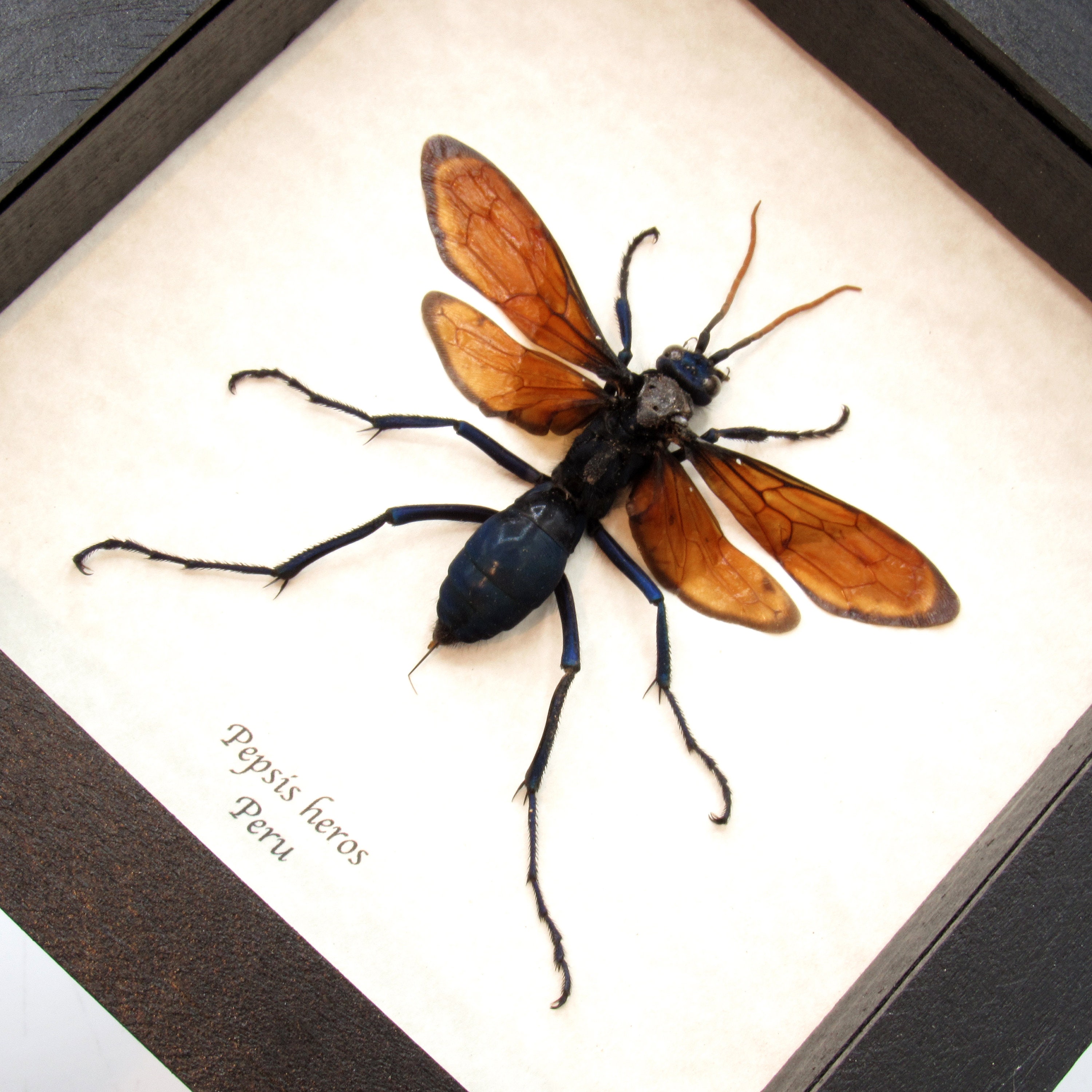 Rare XL Tarantula Hawk Wasp Framed Taxidermy - Pepsis Heros - Female ...