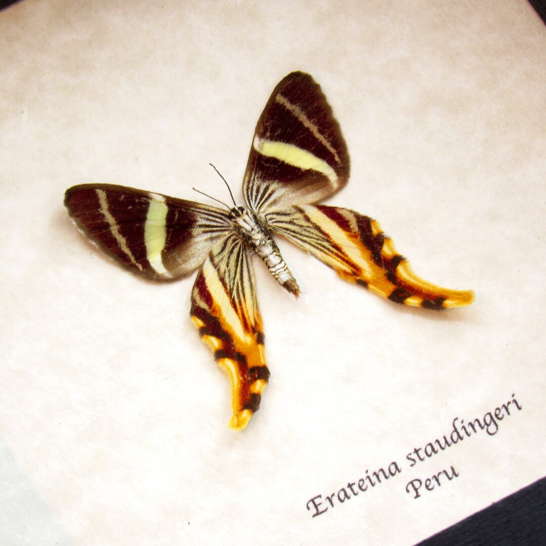 Rare Maroon Geometer Moth Framed Taxidermy Erateina Staudingeri - Etsy