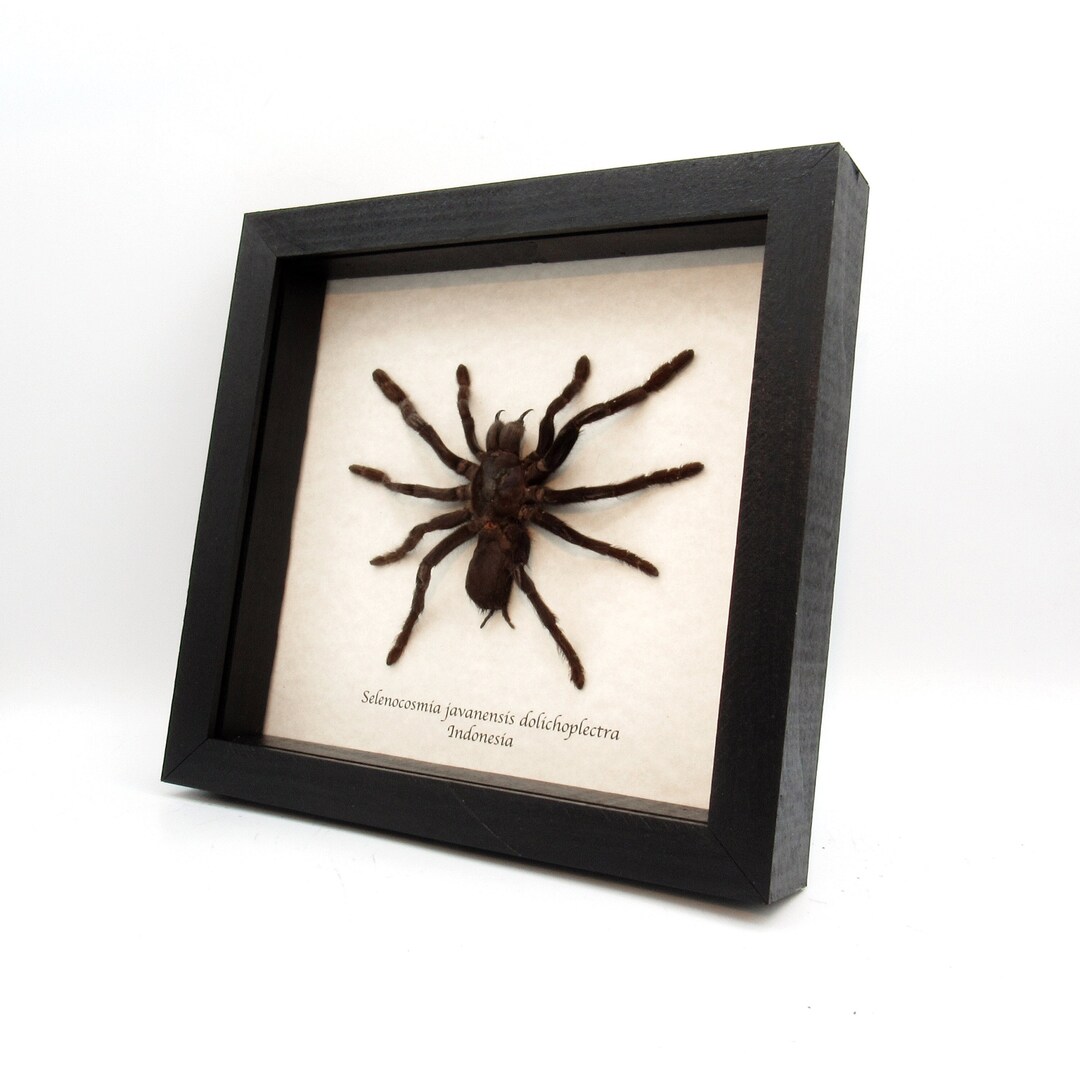 Real Java Yellow Kneed Tarantula Spider Framed Taxidermy - Etsy