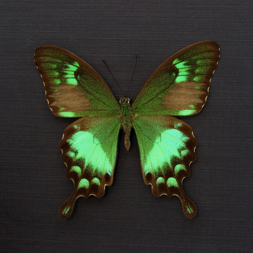 Rare Green Swallowtail Butterfly Framed Taxidermy Papilio Neumogeni - Etsy