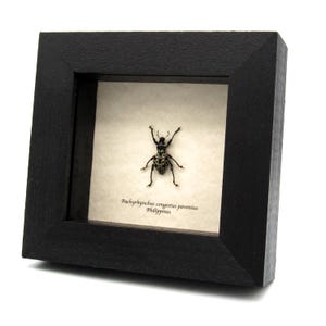 Real Gold Ringed Weevil Beetle Framed Specimen - Pachyrhynchus ...