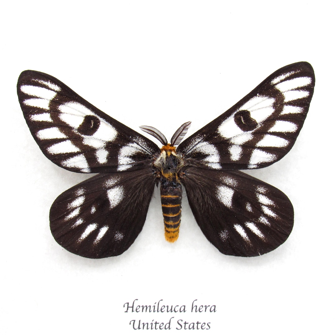 Rare Sagebrush Sheep Moth Framed Taxidermy - Hemileuca Hera - Dark Form ...