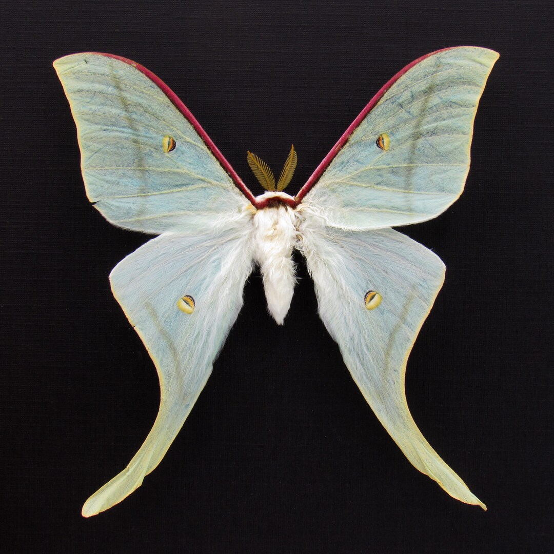 Real Large Japanese Luna Moon Moth Framed Taxidermy - Actias Artemis - Etsy