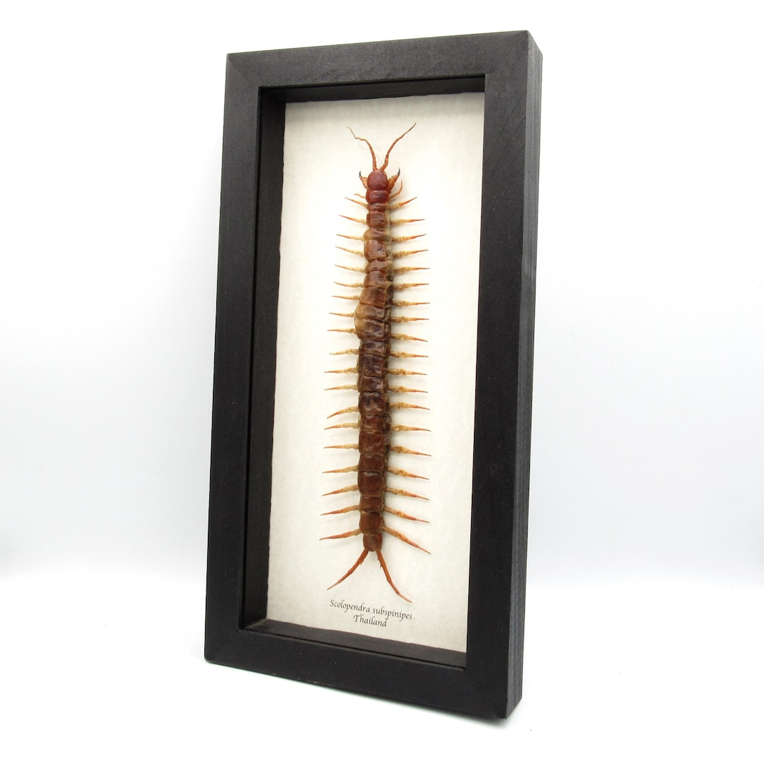 Giant Poisonous Forest Centipede Framed Taxidermy - Scolopendra ...