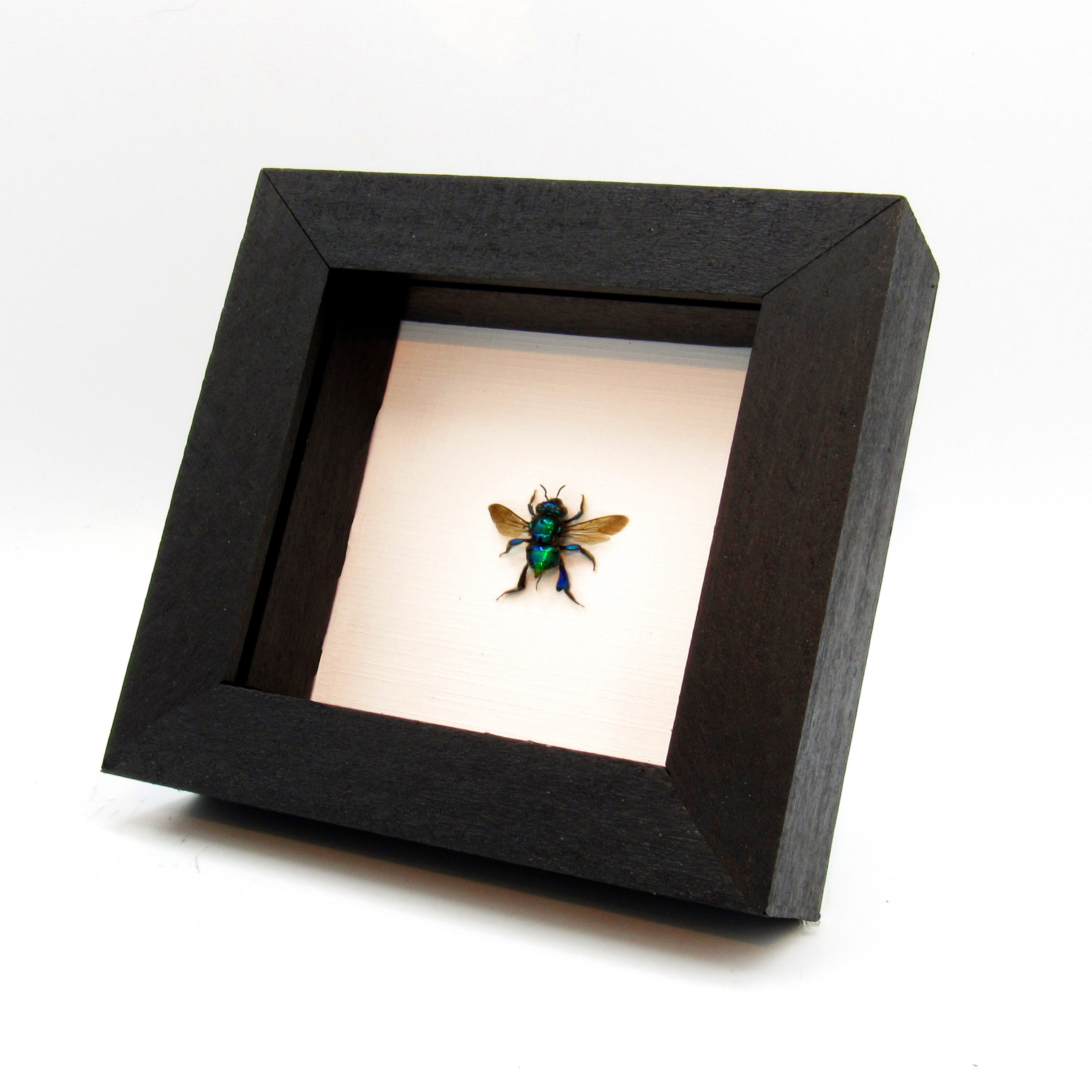 Rare XL Green Metallic Orchid Bee Framed Taxidermy Euglossa - Etsy