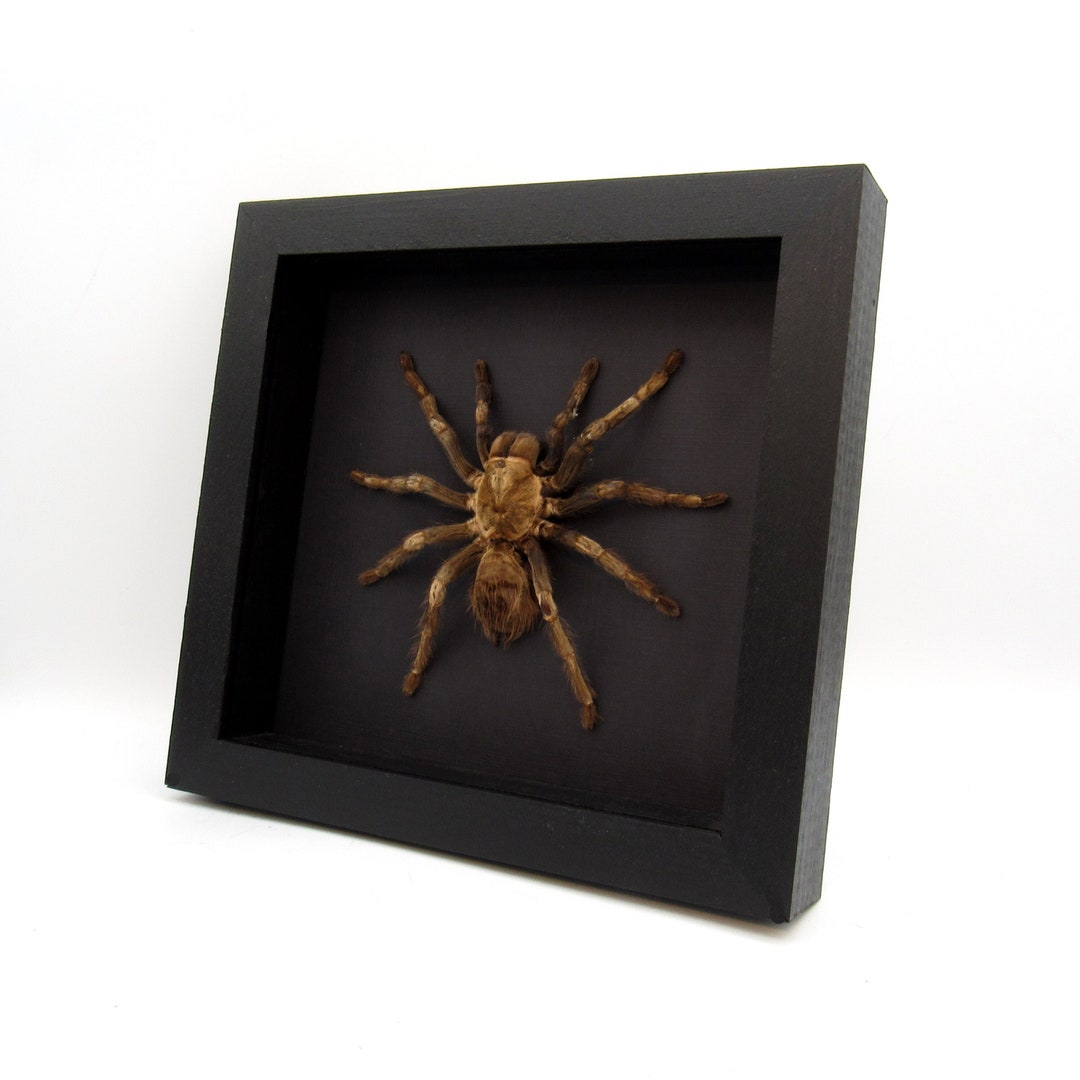 Real Rusty Birdeater Tarantula Framed Acanthoscurria Ferina Female - Etsy