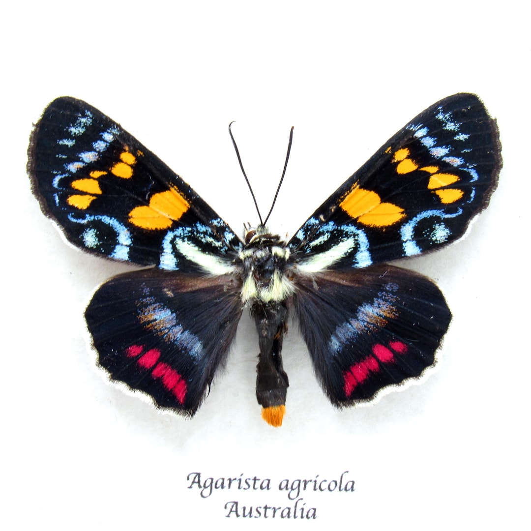 Rare Australian Joseph's Coat Moth Framed Specimen - Agarista Agricola ...
