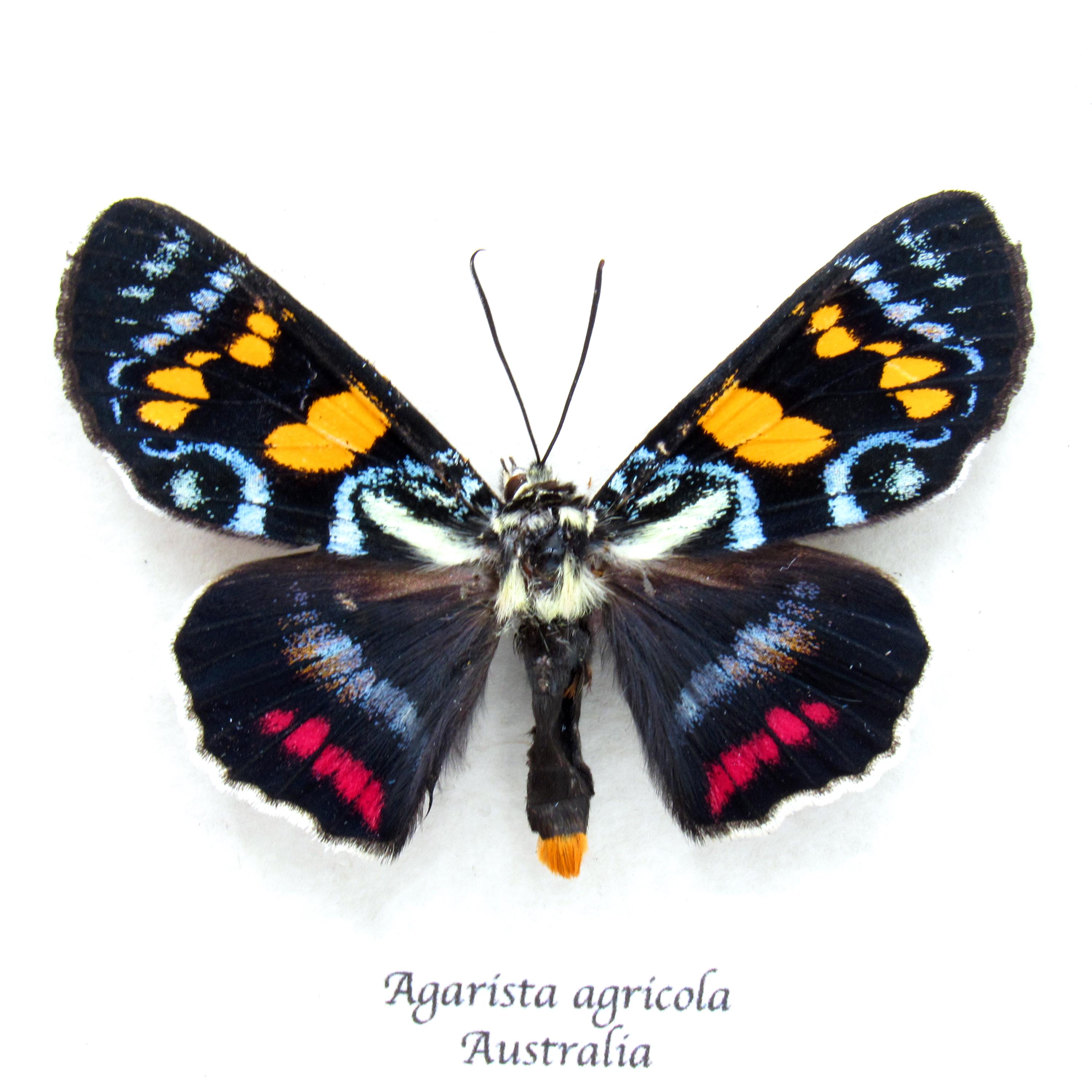 Rare Australian Joseph's Coat Moth Framed Specimen - Agarista Agricola ...