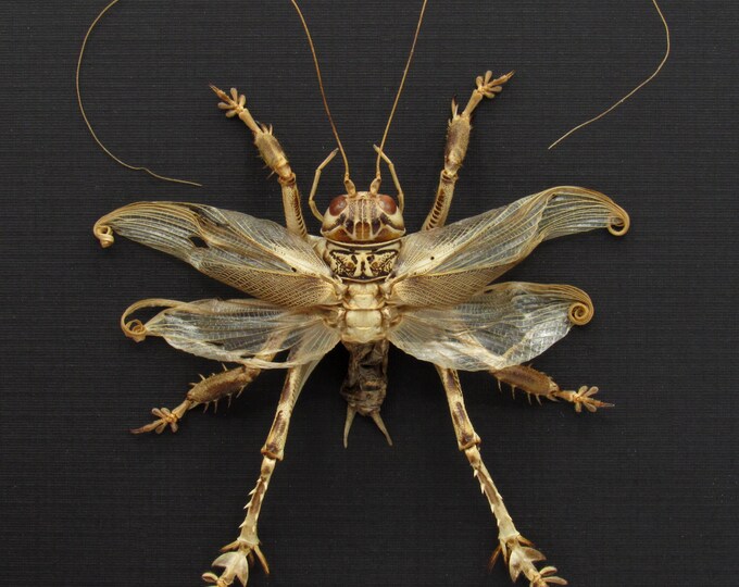 Rare Carnivorous Pakistani Desert Cricket Framed Taxidermy ...