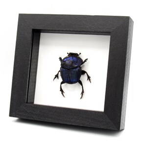 Rare Giant Purple Scarab Beetle Framed Taxidermy - Megaphanaeus ...