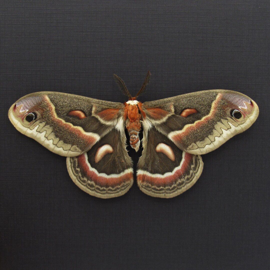 Real Large Cecropia Moth Framed Taxidermy - Hyalophora Cecropia ...