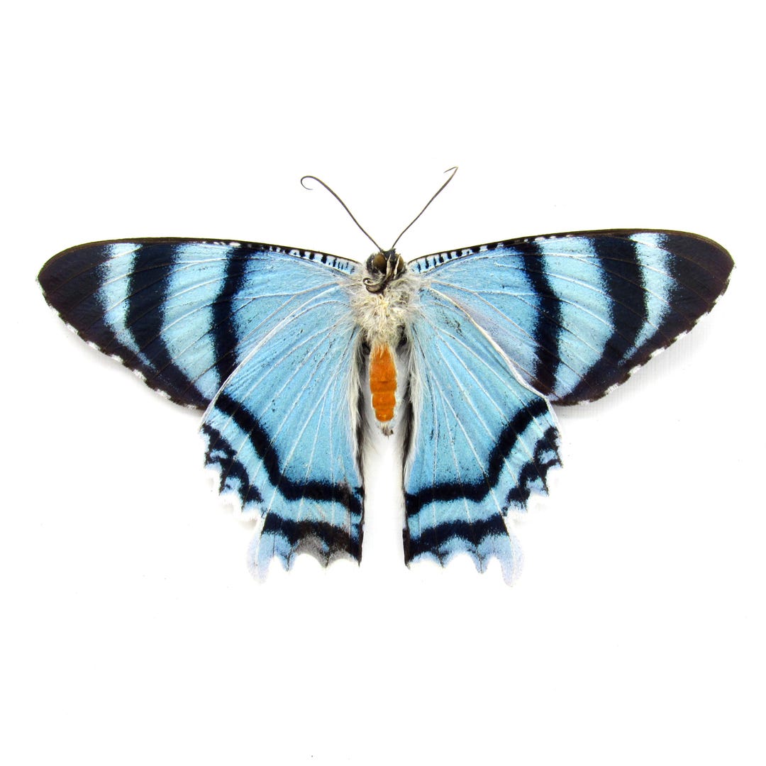 Real Metallic Blue Moth Framed Taxidermy - Alcides Agathyrsus ...