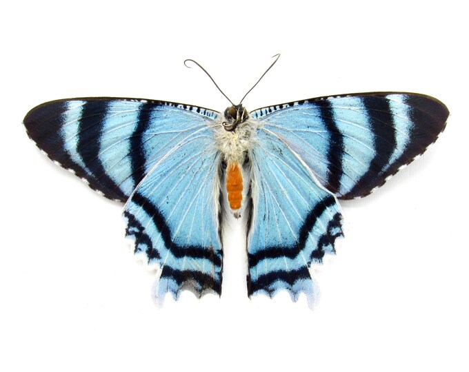 Real Metallic Blue Moth Framed Taxidermy - Alcides Agathyrsus ...