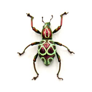 Real Metallic Red Weevil Beetle Framed Specimen - Pachyrhynchus ...