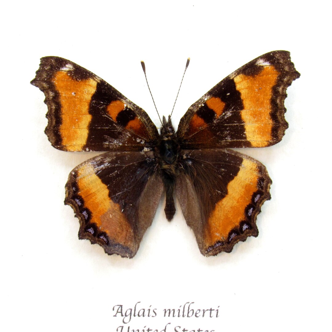 Real Milbert's Tortoiseshell Butterfly Framed Taxidermy - Aglais ...
