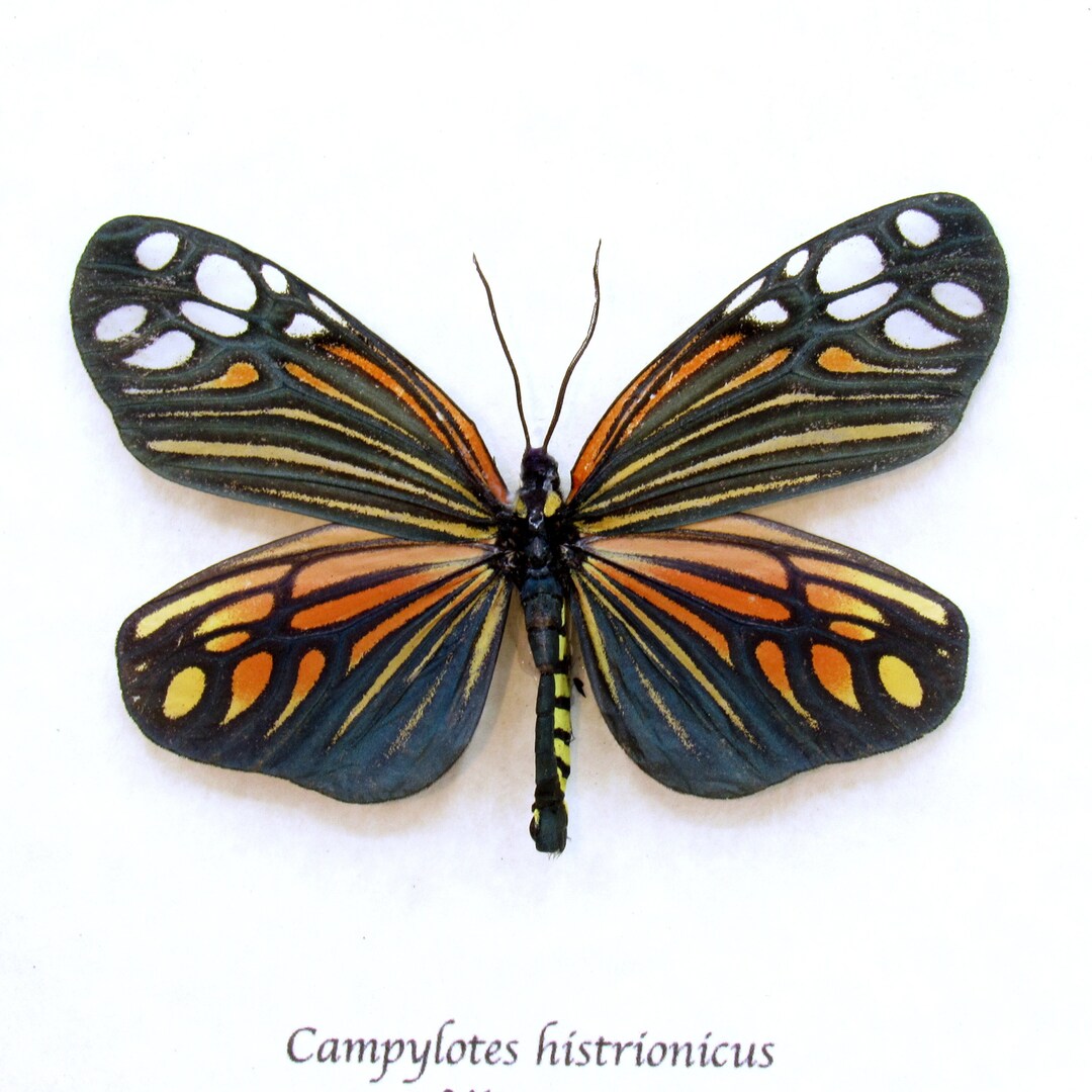 Rare Red Zygaenid Moth Framed Taxidermy Campylotes Histrionicus - Etsy
