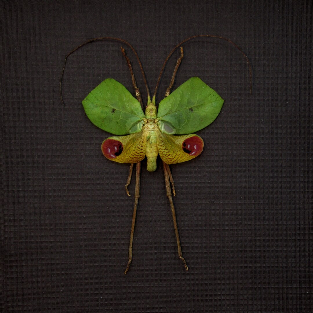 Rare Leaf Mimic Katydid Framed Taxidermy - Porphyromma Viridifolia - Etsy