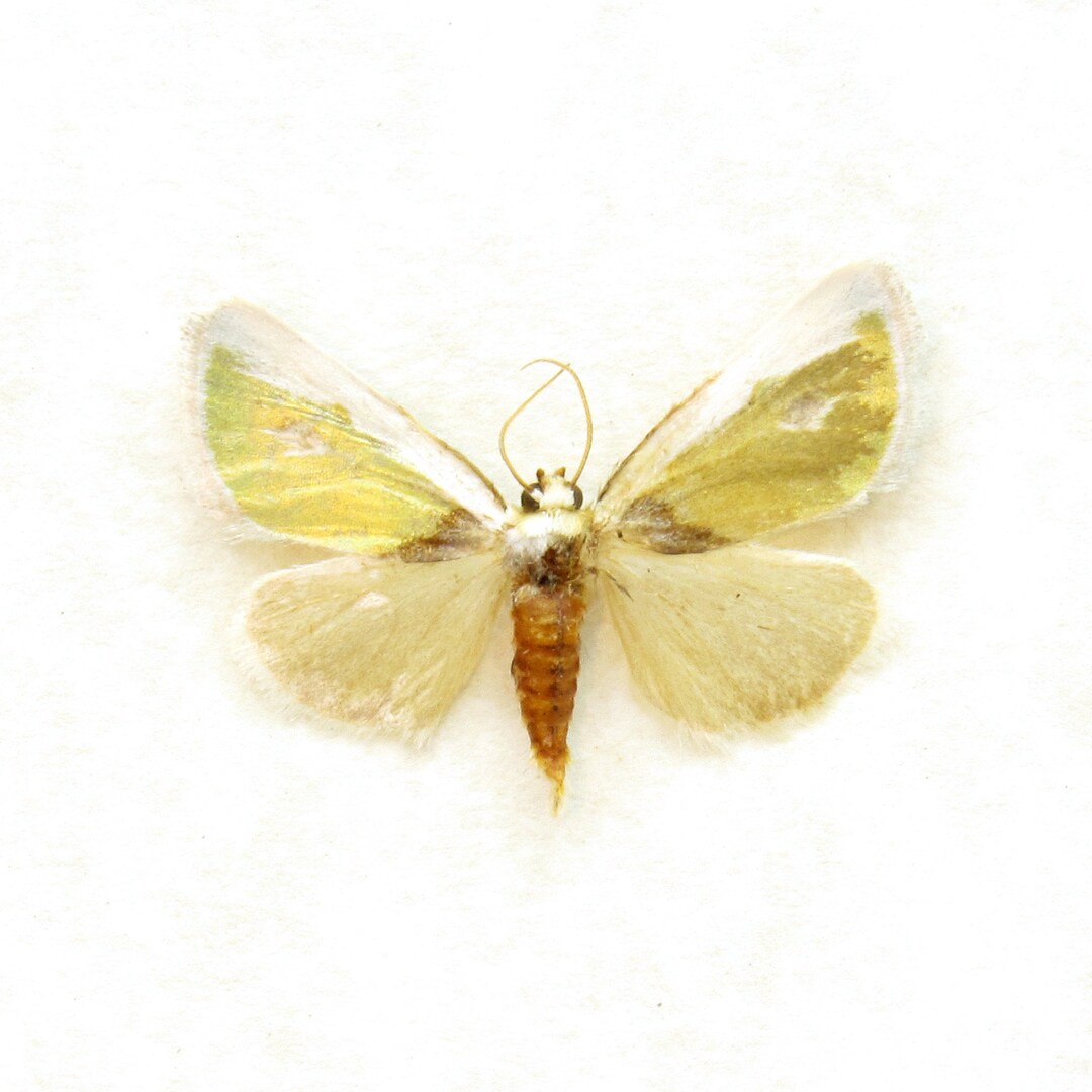 Tiny Rare Metallic Gold Poetry Moth Framed Taxidermy - Neumoegenia ...