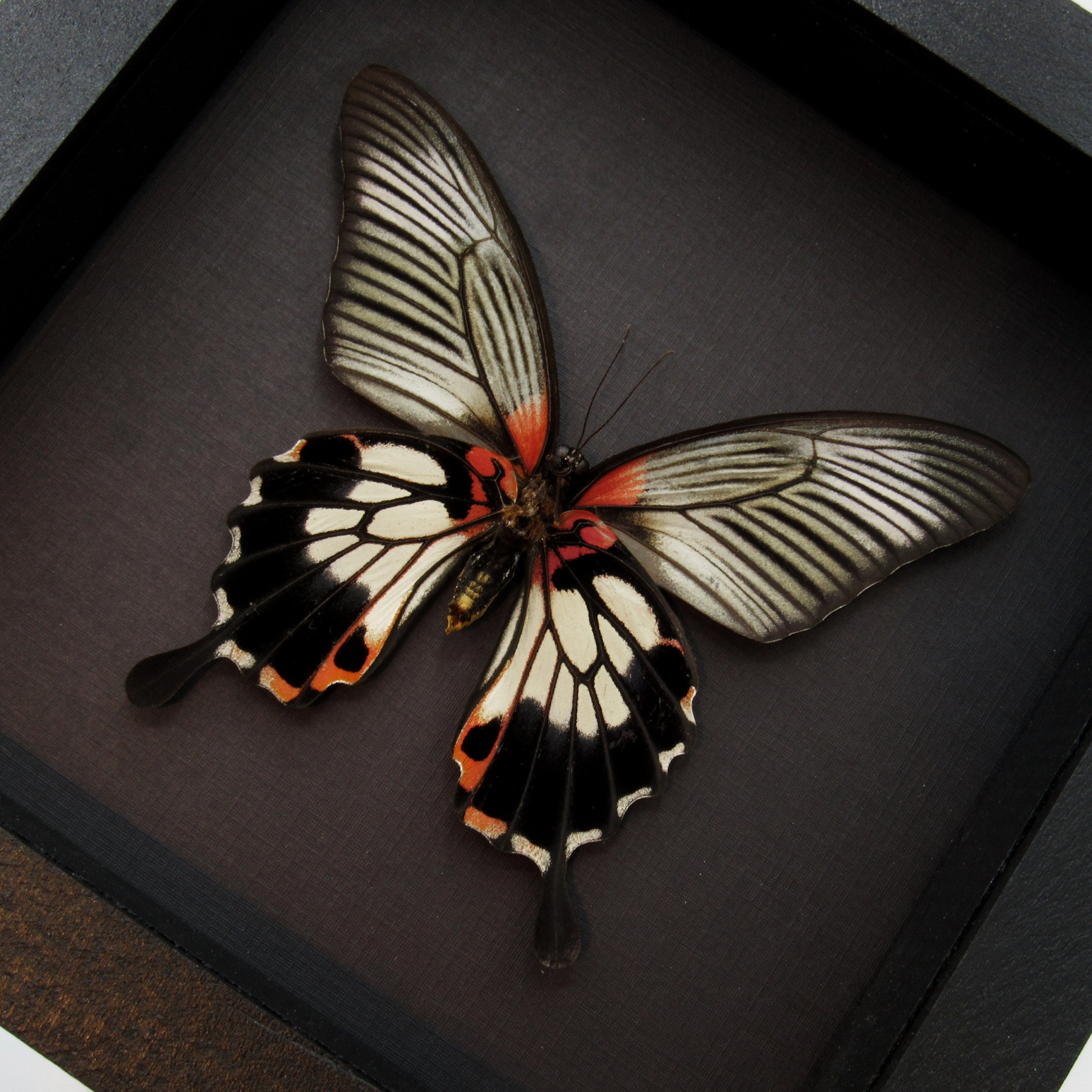 Real Great Mormon Butterfly Framed Taxidermy - Papilio Memnon Agenor ...