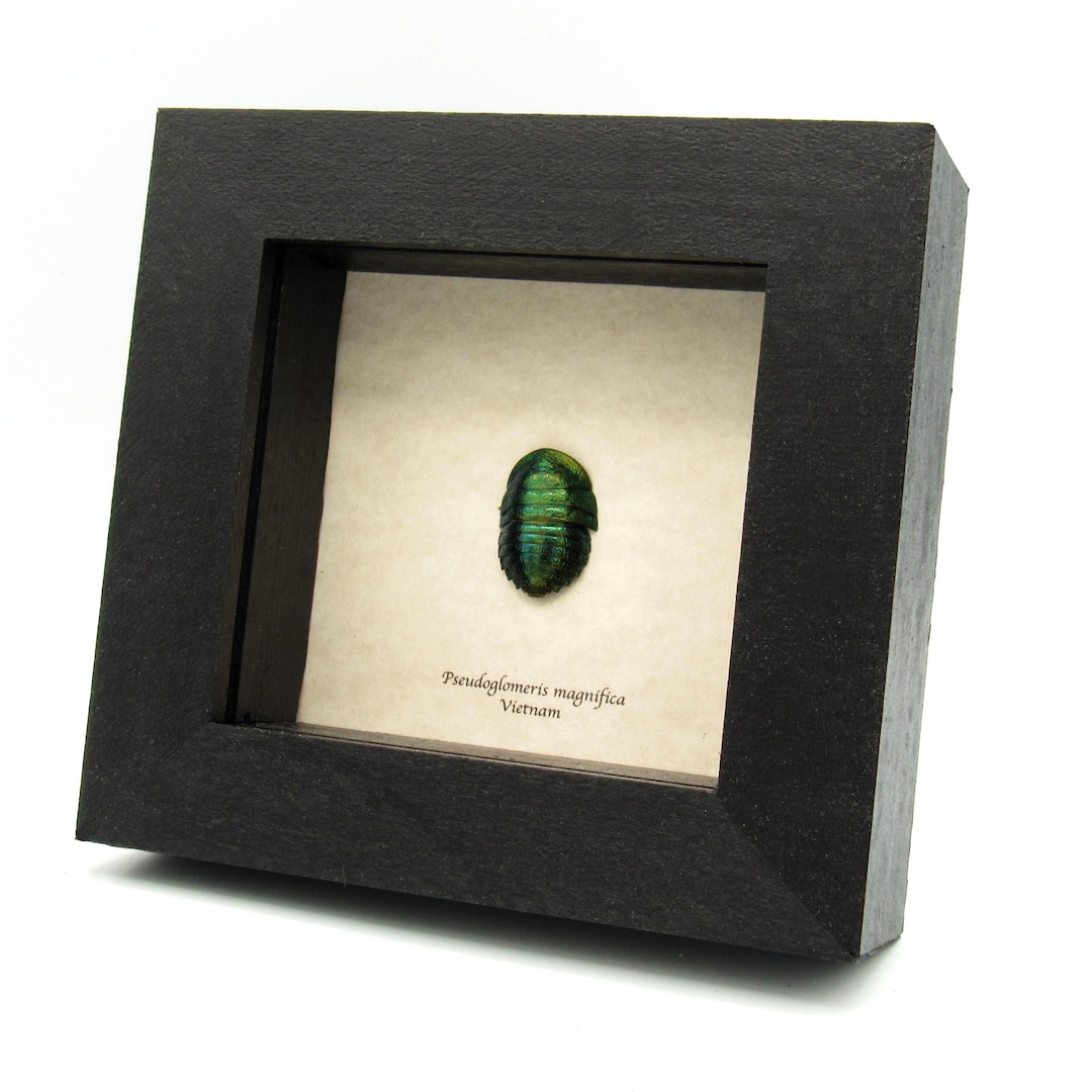 Rare Metallic Green Cockroach Framed Taxidermy - Pseudoglomeris ...