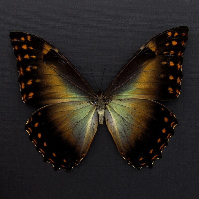 Morpho Butterfly - Etsy