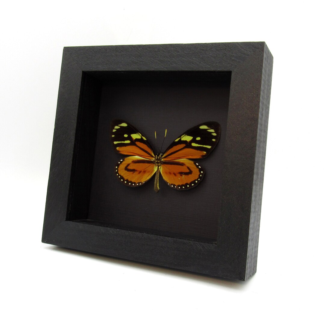 Real Orange Tropical Milkweed Butterfly Framed Taxidermy - Lycorea ...