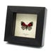 Real Kolyma 88 Butterfly Framed Taxidermy - Callicore Kolyma - Etsy
